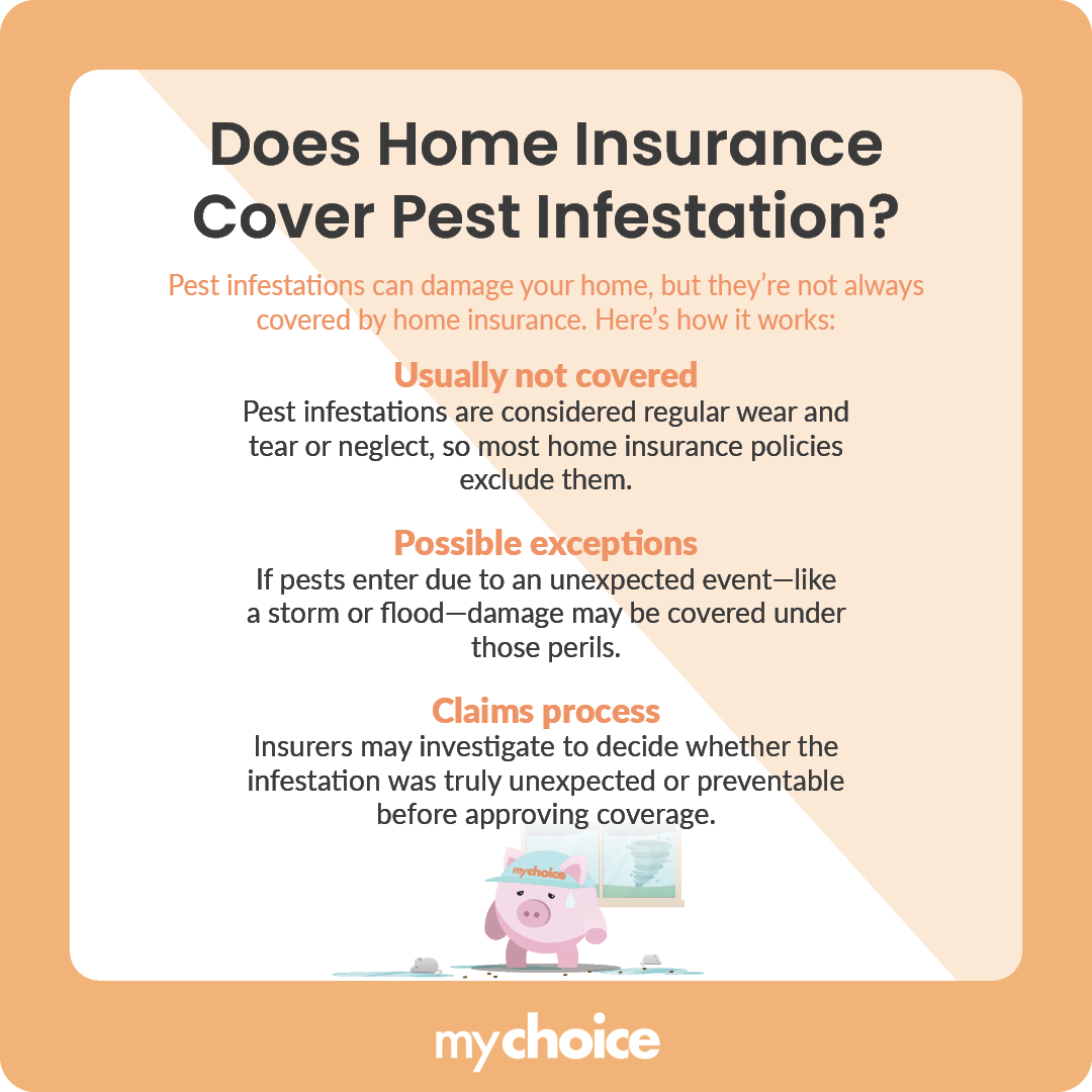 Pest Infestation & Home Insurance: All You Need to Know | MyChoice